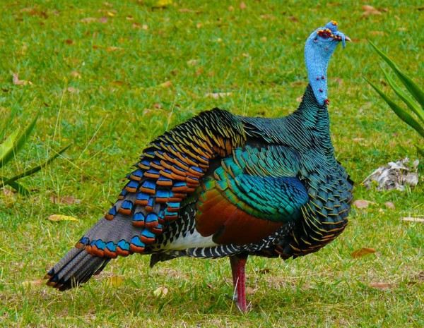 LE DINDON OCELLE-Meleagris ocellata - OCELLATED TURKEY