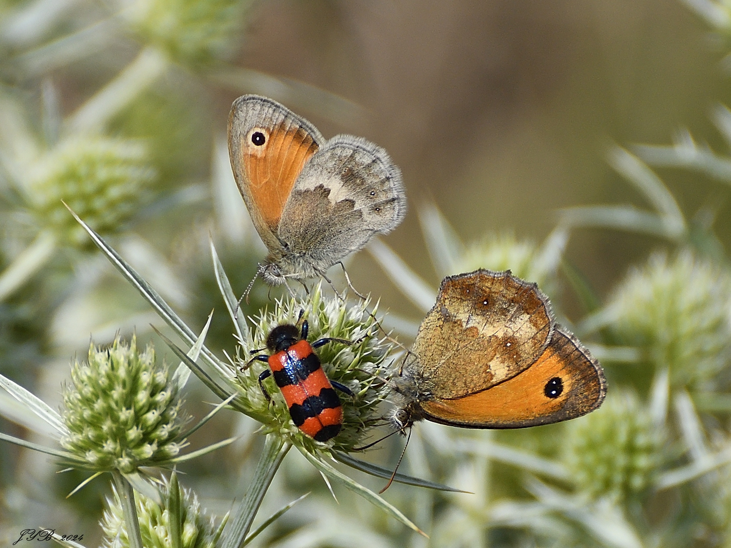 Protection de la Faune sauvage