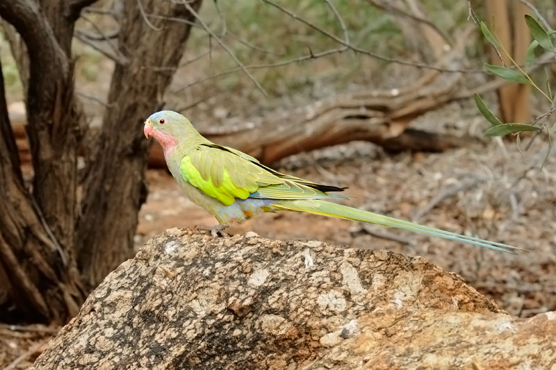 Princesse De Galles Oiseaux