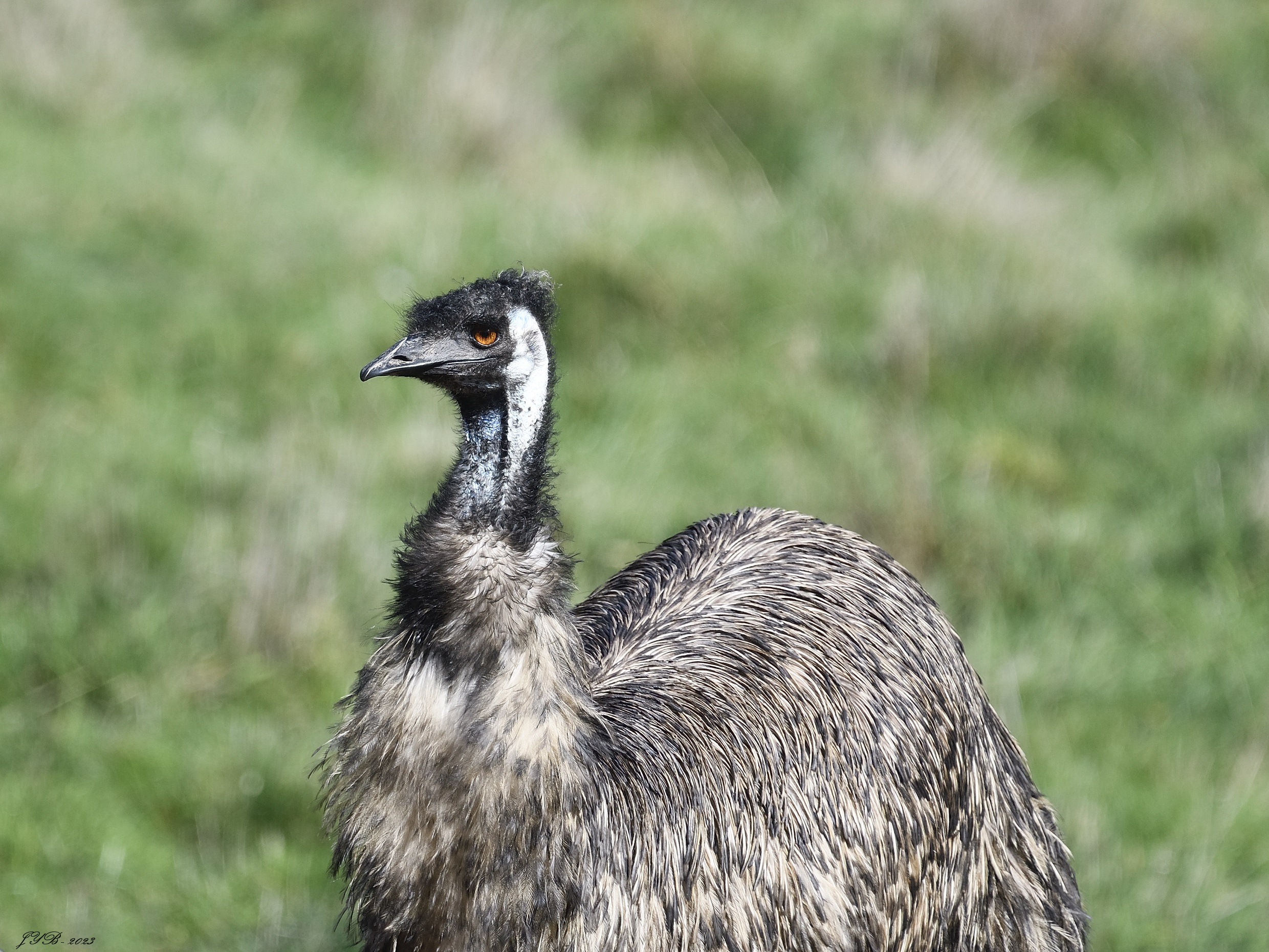 L'ÉMEU D'AUSTRALIE, UN TRÈS GROS OISEAU - EMU L'ÉMEU D'AUSTRALIE, UN TRÈS GROS OISEAU - EMU