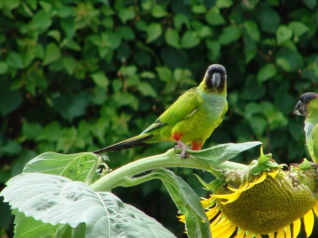 OISEAUX - Conure nanday (nandayus nenday) OISEAUX - Conure nanday (nandayus nenday)