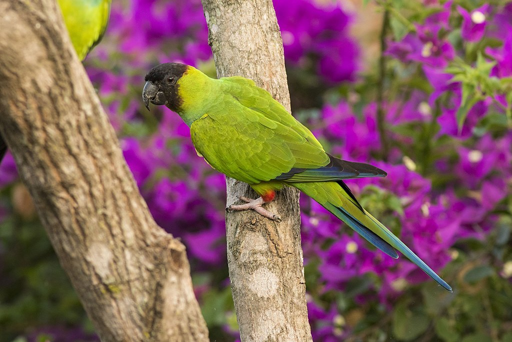 OISEAUX - Conure nanday (nandayus nenday) OISEAUX - Conure nanday (nandayus nenday)