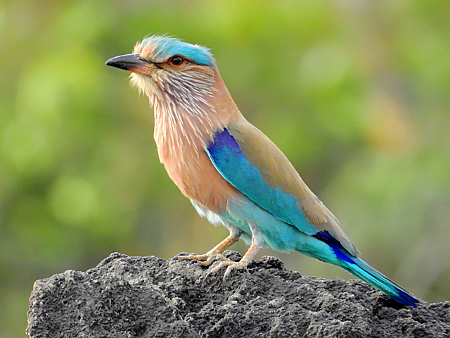 LE ROLLIER INDIEN-CORACIAS BENGHALENSIS-INDIAN ROLLER